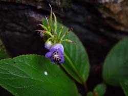 A mechanism of self-fertile plants to prevent inbreeding----Chinese ...