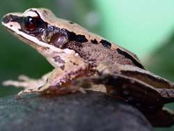 Female frogs send ultrasonic signals for courtship----Chinese Academy ...