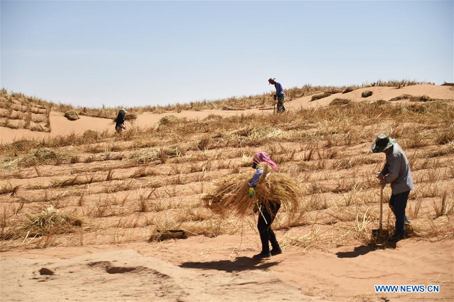 Shapotou Curbs Desertification by Making Straw Checkerboard Sand ...