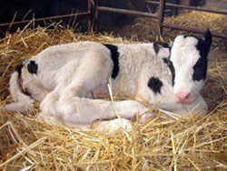 Cloned cow gives birth in Shandong----Chinese Academy of Sciences