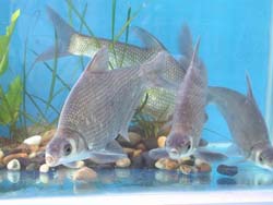 Artificial breeding of a precious Yangtze fish successful----Chinese ...