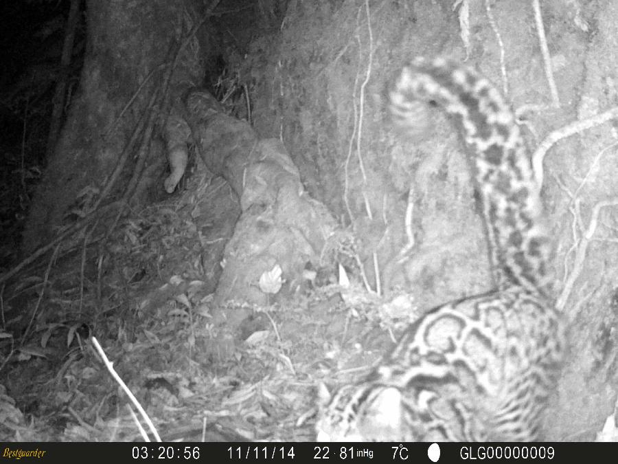 Wild Cat Spotted in SW China after 30 Years----Chinese Academy of Sciences