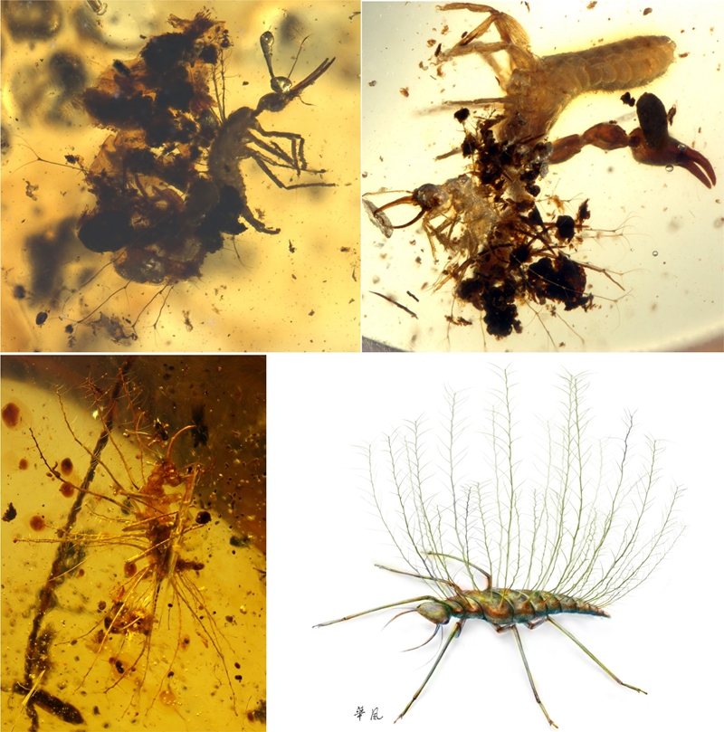 Prehistoric Insects In Amber