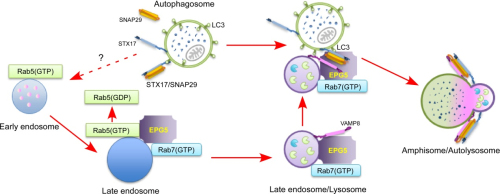 Vici Syndrome Protein EPG5 Acts As a Tether to Determine Fusion ...