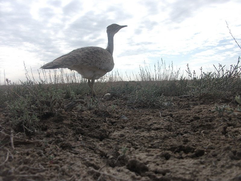 China and UAE to See Further Joint Efforts on Protecting Houbara ...