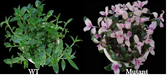 The First Report on Color-leaf Mutant in Wandering Jew( Tradescantia ...