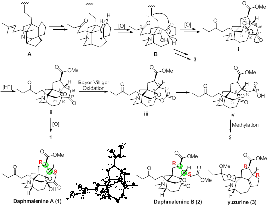 Daphmalenines A and B: Two New Alkaloids with Unusual Skeletons from ...