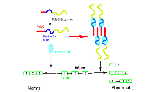 Abnormal Interaction with PolyQ Expanded Huntingtin Alters Cellular ...