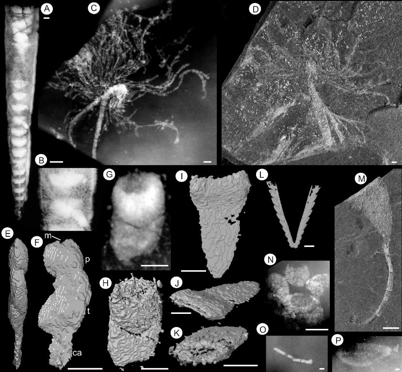 New Exceptionally Preserved Ordovician Biota from Wales----Chinese ...