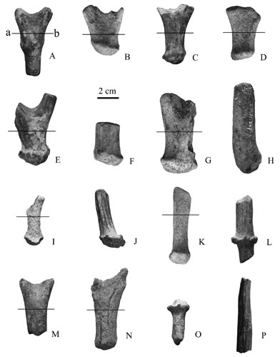 New Cervid Species Found in Middle Miocene of Nei Mongol, China ...