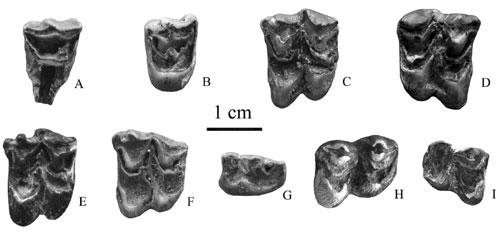 New Cervid Species Found in Middle Miocene of Nei Mongol, China ...