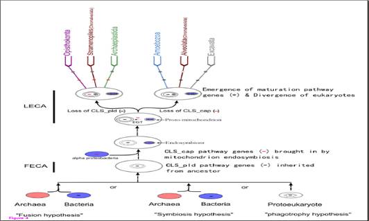 Researchers Reveal Evolution of Cardiolipin Biosynthesis and Maturation ...