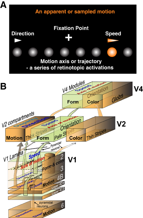 Distinct Processing of Different Motion Signals in Primate Ventral ...