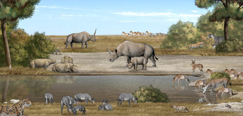 A Tandem-Horned Rhino From the Late Miocene Of Northwestern China ...