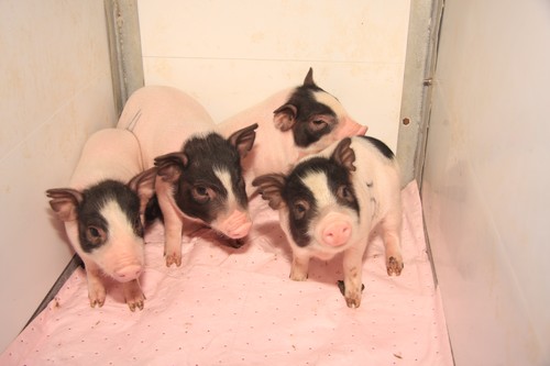 IOZ Establishes Knockout Pig Model for von Willebrand Disease Using ...