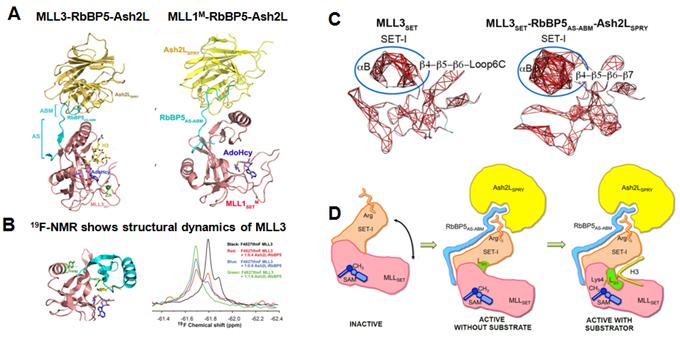 Researchers Reveal Molecular Mechanism for Activity Regulation of MLL ...