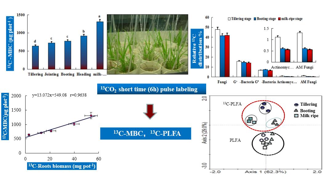 First Step of Root Exudate Utilization by Rhizosphere Microorganisms ...