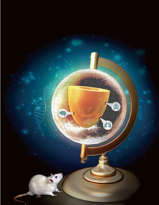 Scientists Establish 3D Spatial Transcriptome for Mid-gastrulation ...