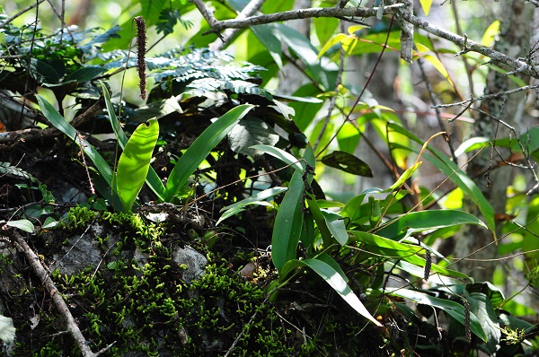 Six New Orchid Species Found in SW China----Chinese Academy of Sciences