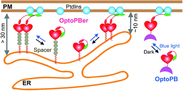 Optogenetic Tools to Build Bridge between Membranes with Light ...
