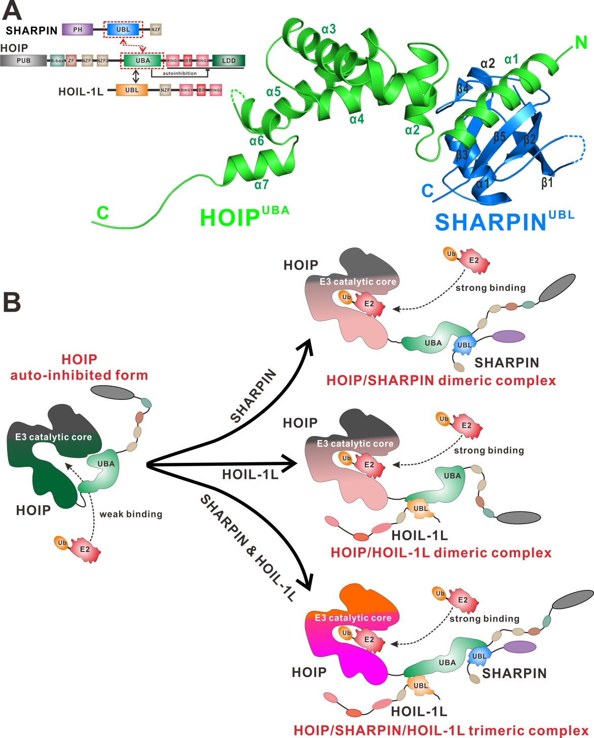 SIOC Made Progress on Revealing the Molecular Mechanism for the ...