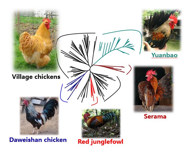 An Evolutionary Genomic Perspective on the Breeding of Dwarf Chickens ...