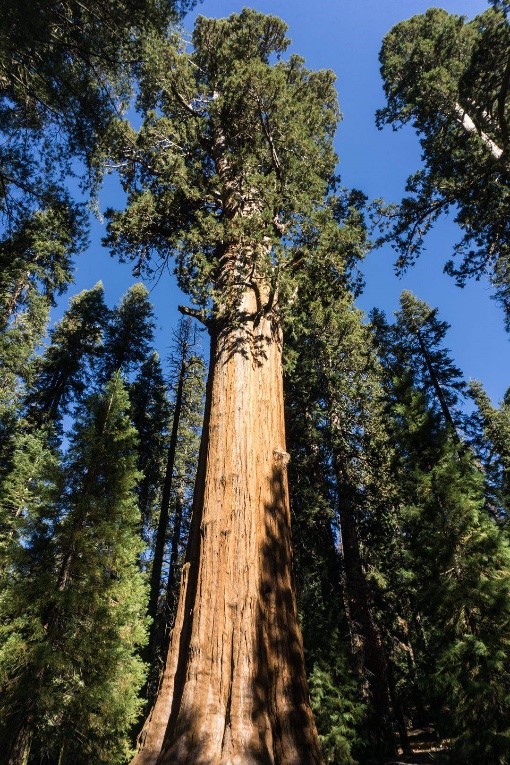 What Are Giant Sequoia Groves Suffering When Experiencing Multiyear Dry ...
