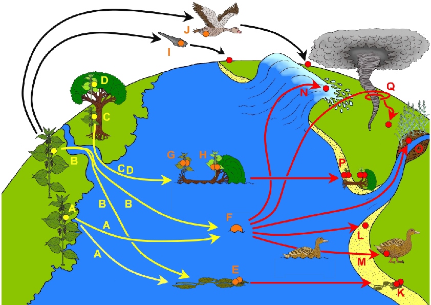 Scientists Reveal the Mechanism of Oceanic Long-Distance Dispersal for ...