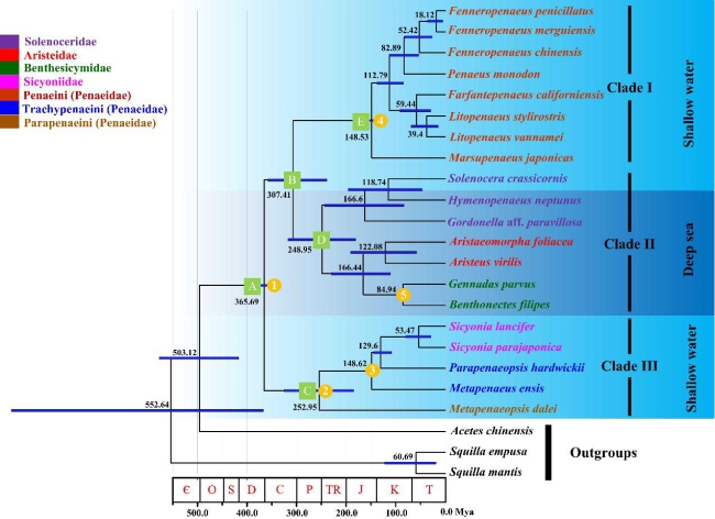 Chinese Palaeontologists Identify New Shrimp Species----Chinese Academy ...