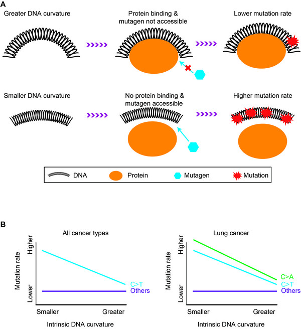 Reduced Intrinsic DNA Curvature Leads to Increased Mutation Rate ...