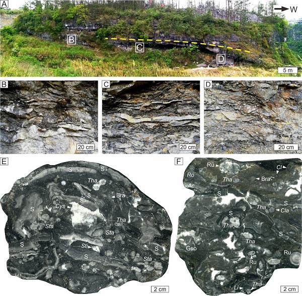 Over 80 Ancient Reef Organisms Discovered in China's Guizhou----Chinese ...