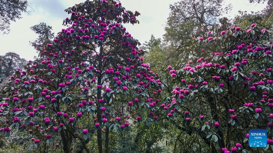 Saving "King of Rhododendron"----Chinese Academy of Sciences