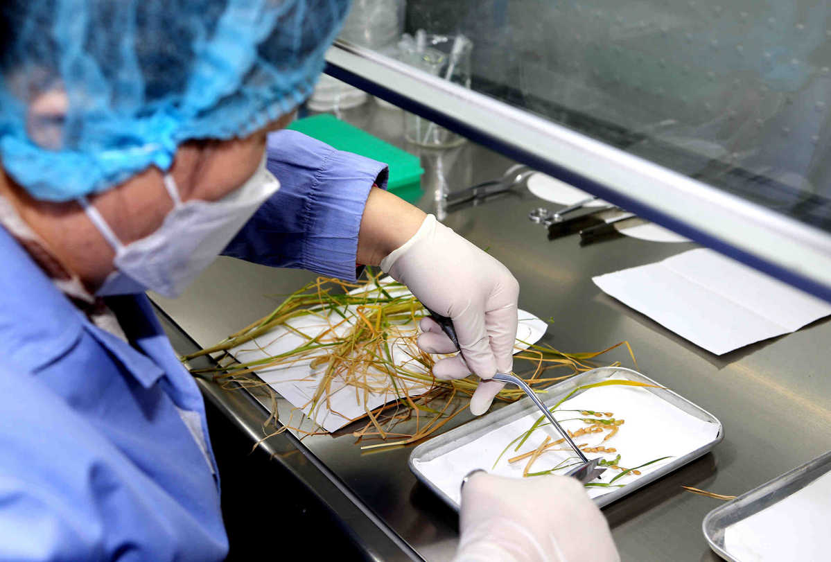 China Continues to Make Strides in Space Breeding Technique----Chinese ...