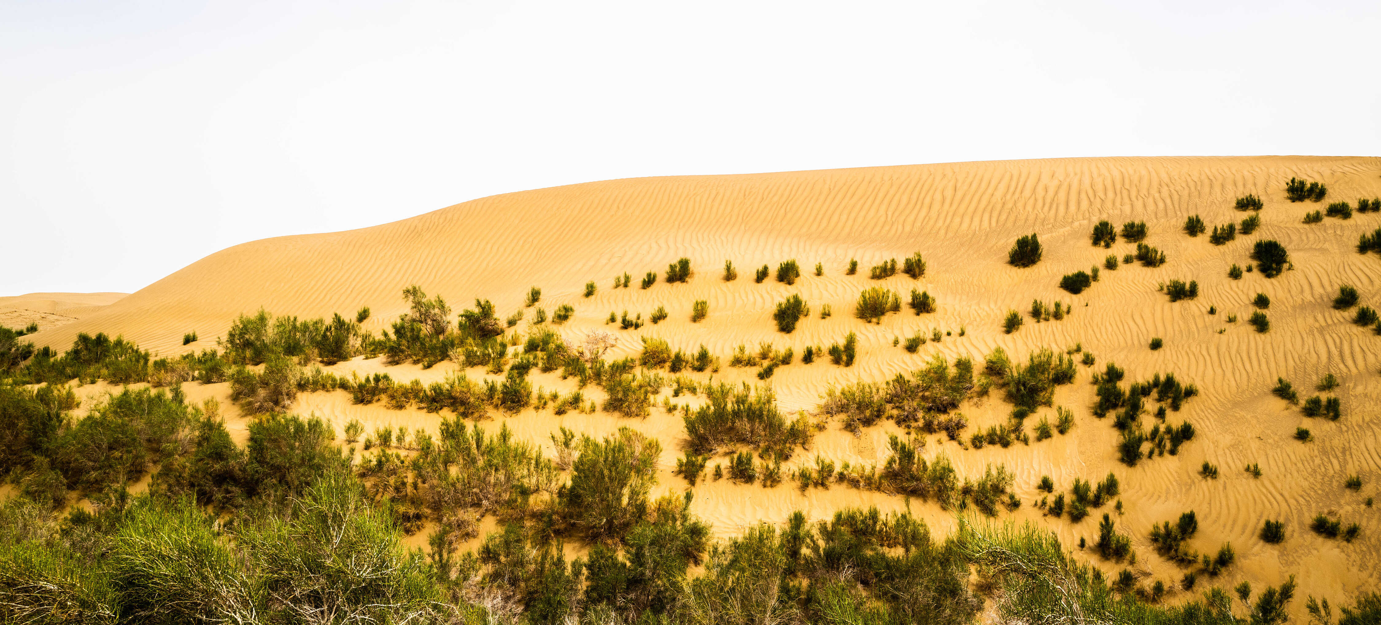 16-day Expedition on Taklimakan Desert 'Edge-locking' Project Ends ...