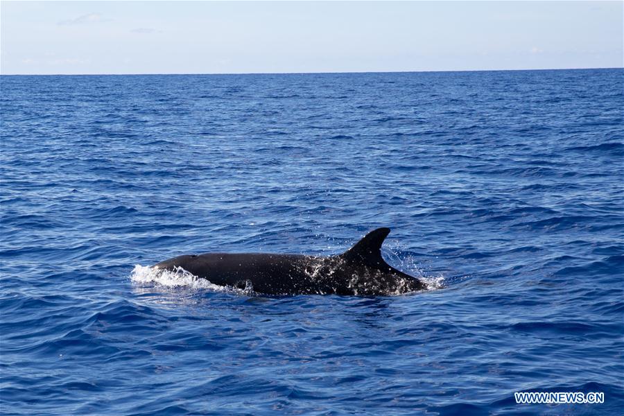 Chinese Researchers Spot 11 Whale Species during Deep-sea Expedition ...