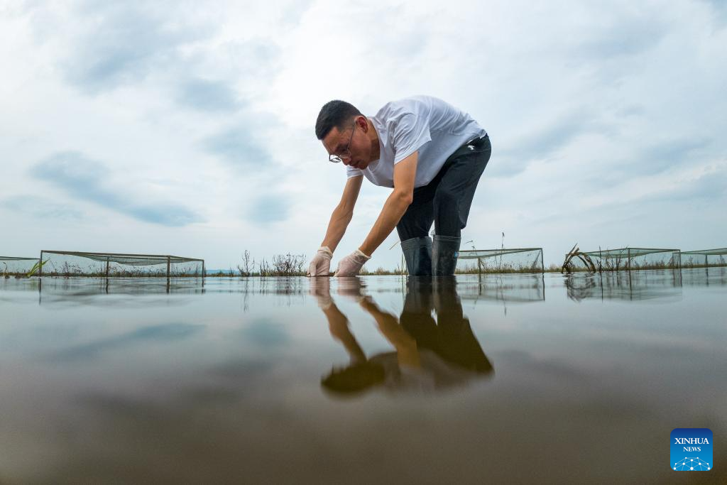 Researchers Conduct Studies on Ecosystem of Dongting Lake Wetland in C ...
