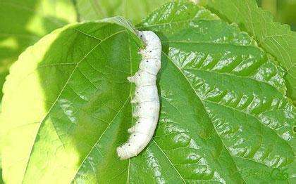 Researchers Reveal Spinning Mechanism of Silkworm----Chinese Academy of ...