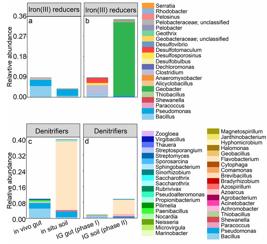 Researchers Reveals the Role of Earthworm Gut Microbiota in the Iron ...