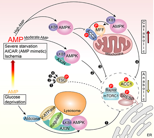 Activation of AMPK Depends on Severity of Nutrient or Energy Stress ...