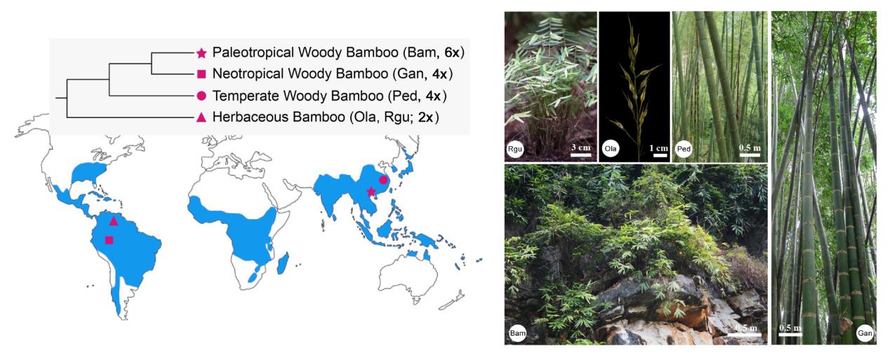 Genome Sequences Provide Insights into the Reticulate Origin of Woody ...
