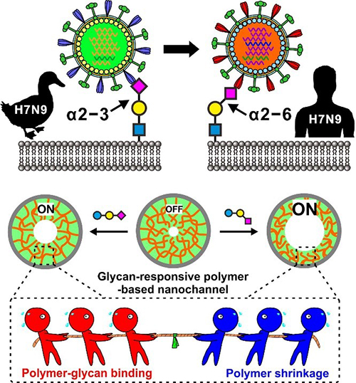 Scientists Develop Nanochannels Device For Precise Discrimination Of Sialylated Glycan Linkage scientists-develop-nanochannels-device-for-precise-discrimination-of-sialylated-glycan-linkage