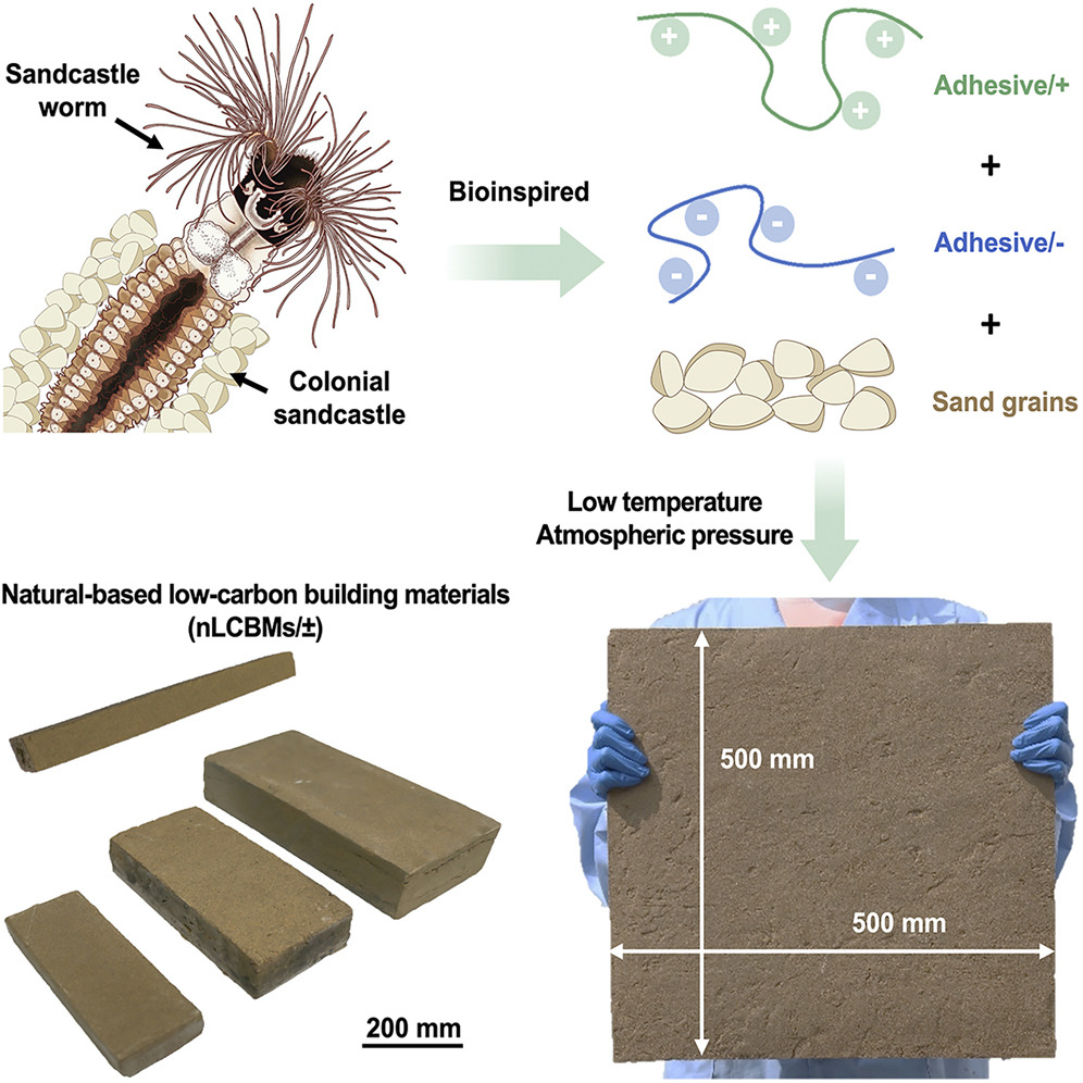 Low-Carbon Building Materials Inspired by Sandcastle Worm Nests ...