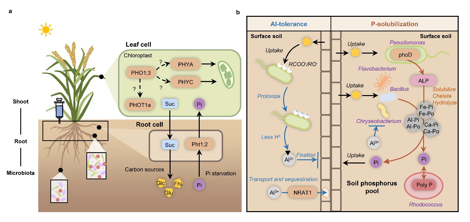 Scientists Unlock Potential of Aluminum-resistant Bacteria to Boost ...