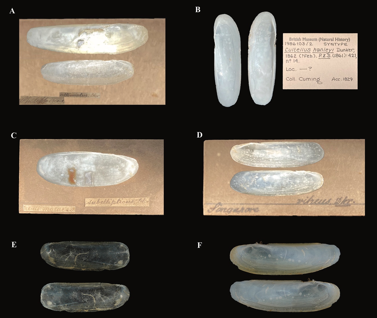 Researchers Discover New Species of Razor Clams in South China Sea----Chinese Academy of Sciences