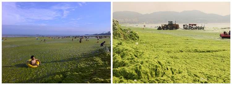 Study Reveals Mechanisms that Turned the Yellow Sea Green----Chinese ...