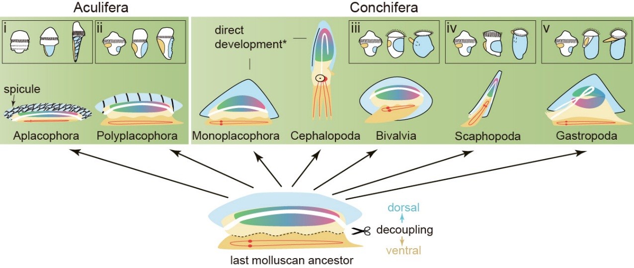 A Novel Hox Expression Model Underpins the Diversification of Molluscs ...