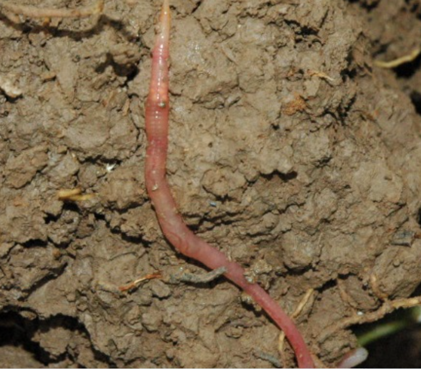 Researchers Reveals the Role of Earthworm Gut Microbiota in the Iron ...