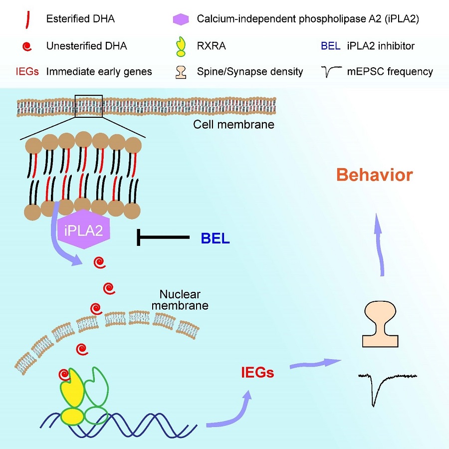 Scientists Reveal Mechanism by Which Rxra and DHA Regulate Spinogenesis ...