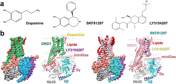 Scientists Reveal How Dopamine and Its Activity Regulator Bind to ...