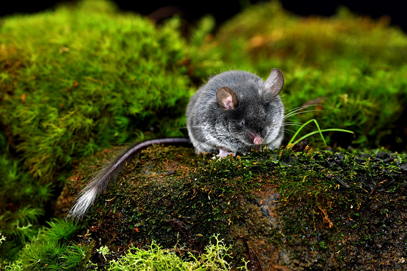 Researchers Discover New Echolocating Mammalian Lineage----Chinese ...